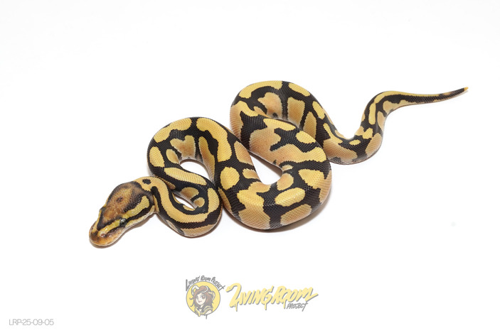 SOUL EXPERIENCE : Let ball pythons thrive, as passion comes alive